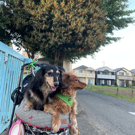 Tokorozawa Happy Days