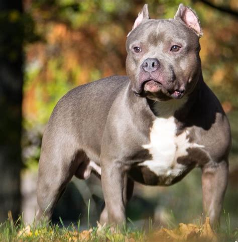 American Bulldog Vs Pitbull Terrier Whats The Difference