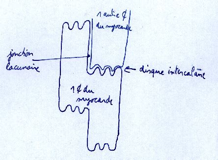Myocarde