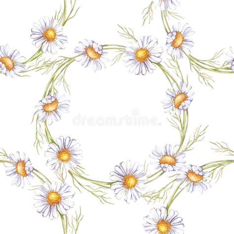 Watercolor Seamless Pattern Of Daisy Wreaths Botanical Illustration