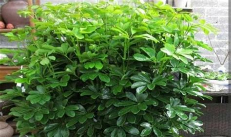 核桃风水之谜揭秘核桃的风水寓意和摆放位置 花植网