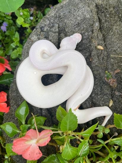 Blue Eyed Lucy Ball Python By Uncle Tonys Reptile Shack