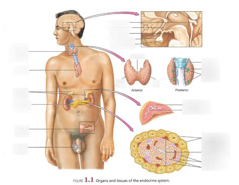 Organs Of The Endocrine System