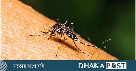 চট্টগ্রামে ডেঙ্গু আক্রান্ত হয়ে হাসপাতালে ভর্তি ১৪৭