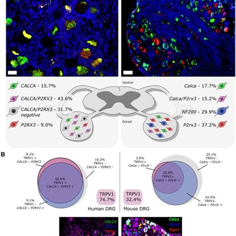 Classic Sensory Neuron Subpopulations Are Different Between Mouse And Download Scientific