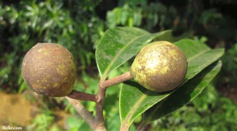 Obat Alami Dari Bintangur Atau Bintangor Selalu Sehat