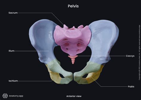 Posterior Pelvis Labeled