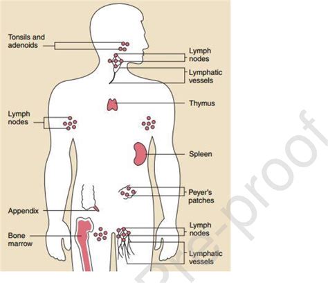 Immune System Parts