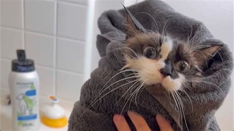 Giving My Cat A Bath Youtube