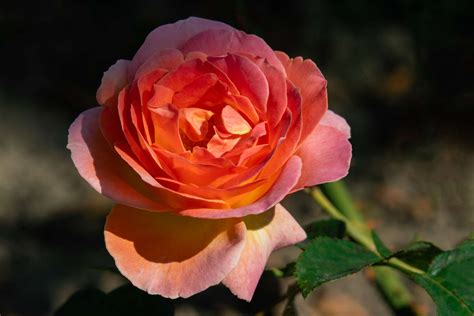 Types Of Fragrant Roses To Grow