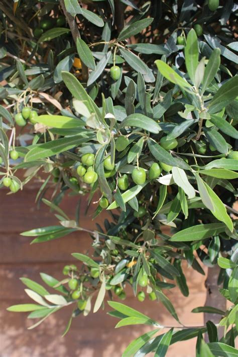 Compact Multi Stem Olive Tree No 387
