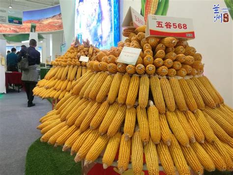 2017甘肅農博會探館 每日頭條