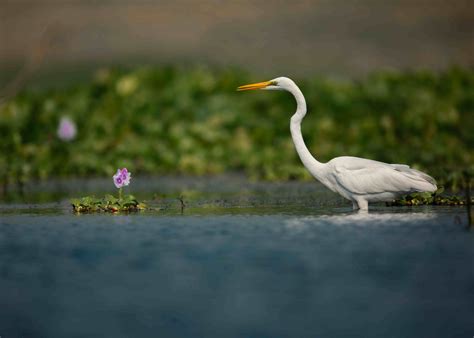 Sourish Mukherjee A Multifaceted Artist On The Rise On Behance