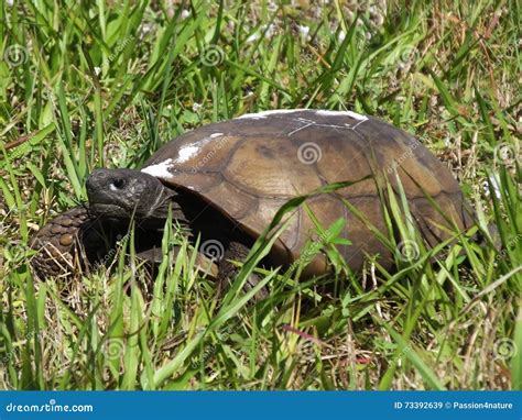 Gopher Tortoise Gopherus Polyphemus Stock Image Image Of Polyphemus Sand 73392639