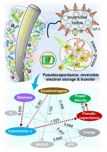Insight Into The Pseudocapacitive Behavior Of Electroactive Biofilms In