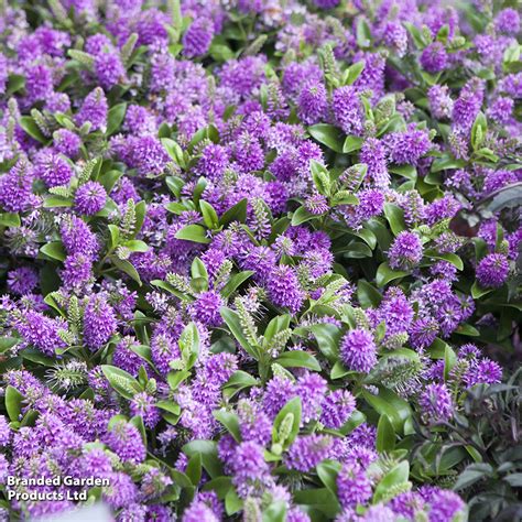 Hebe Blue Gem Suttons