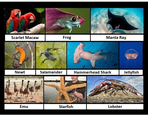 G127 Classifying Vertebrates 3 Quiz