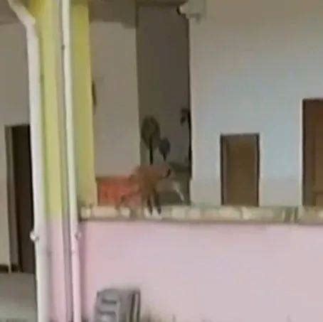 桂林一幼儿园内惊现不速之客大吃大喝还一点都不怕人 猴子 因为 青蜂侠