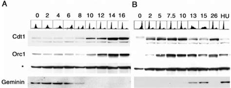 Cell Cycle Dependent Accumulation Of Cdt1 And Orc1 Cdt1 And Orc1