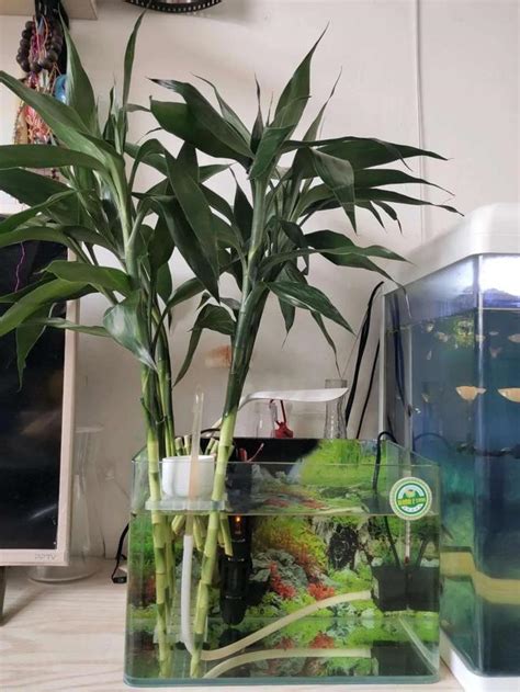 春節家裏放五種招財花，行好運過大年，預示以後發發發 每日頭條