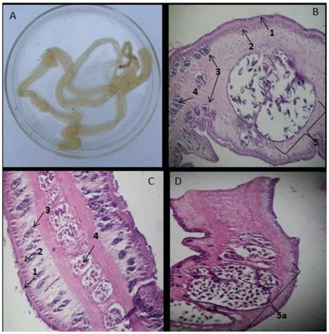 Genetic And Morphological Identification Of Spirometra Decipiens In