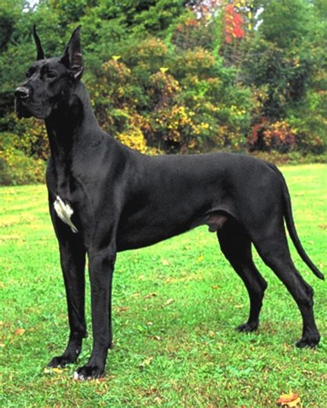 Great Dane Dog Images
