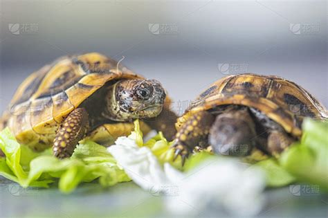 赫尔曼的乌龟