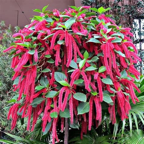 9 Flowers That Look Like Cats Indoor Garden Web