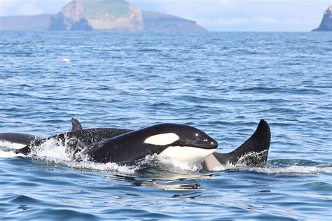 Toxic Diets Canadian Orcas Face High Risks Of Pollution Related Health Effects