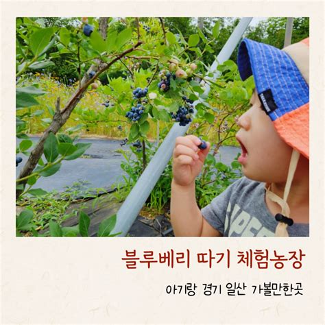 아이랑 경기 일산 블루베리 따기 체험농장 가볼만한곳 네이버 블로그