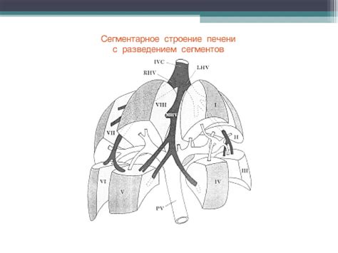 Ультразвуковая диагностика заболеваний печени презентация онлайн