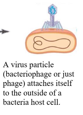 Bacteria Viruses Flashcards Quizlet