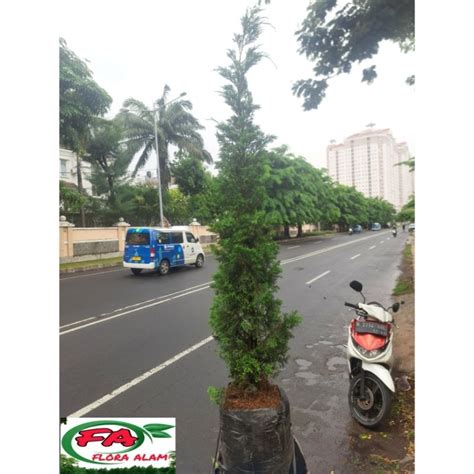 Jual Tanaman Cemara Lilin Pohon Cemara Uk 2 Meter Shopee Indonesia