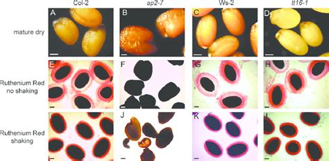 Seed Morphology Of Mature Seeds Download Scientific Diagram