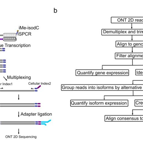 Experimental Design And Analysis Pipeline A Schematic Of Experimental