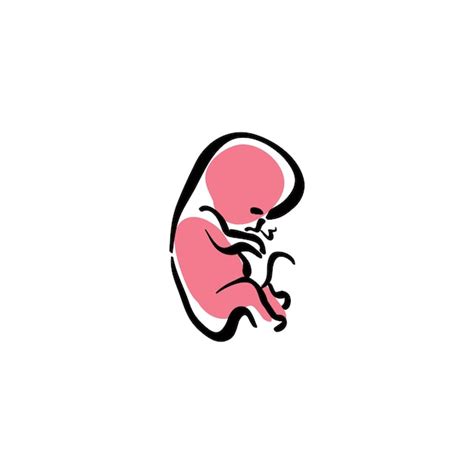 Premium Vector Illustrated Human Fetus Vector Hand Drawn Embryo