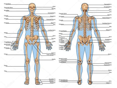 Esqueleto Del Cuerpo Humano Vista Posterior Alienbasics