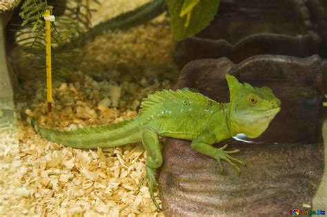 Basiliscus In Cage Free Image № 10179