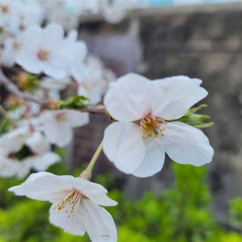 따스한 3월 말 활짝 핀 벚꽃 Cnews