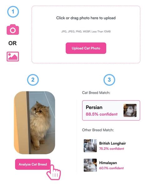 what breed is my cat free ai cat breed identifier by photo