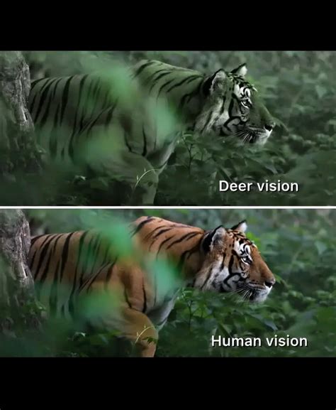 Tiger Color Green Vibrant Symbolism And Styling Uses