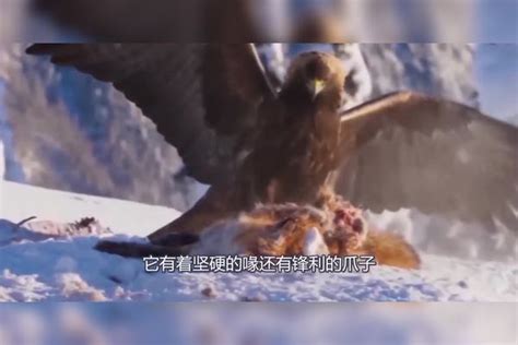 狼的对手出现了？听名字就很霸气，堪称狼的 收割机”！名字收割机对手