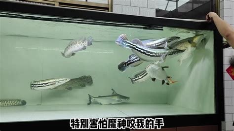 猛鱼混战太凶狠，马上投喂三斤鲫鱼，大铅笔鱼连续爆口！ Youtube