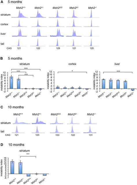 Genemapper Traces Of Pcr Amplified Htt Cag Repeats From Striatum Download Scientific Diagram