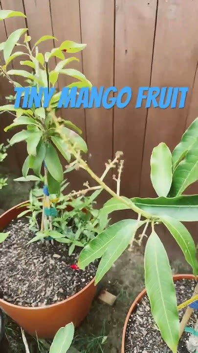 Day 1 Tiny Mango Youtube