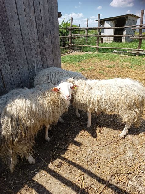Anche I Montoni Fanno La Loro Parte Podere Il Casale Tuscany