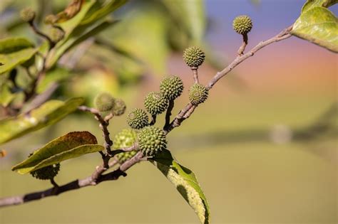 Premium Photo West Indian Elm Plant Of The Species Guazuma Ulmifolia
