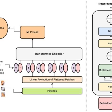 Pdf Comparing Vision Transformers And Convolutional Neural Networks For Image Classification