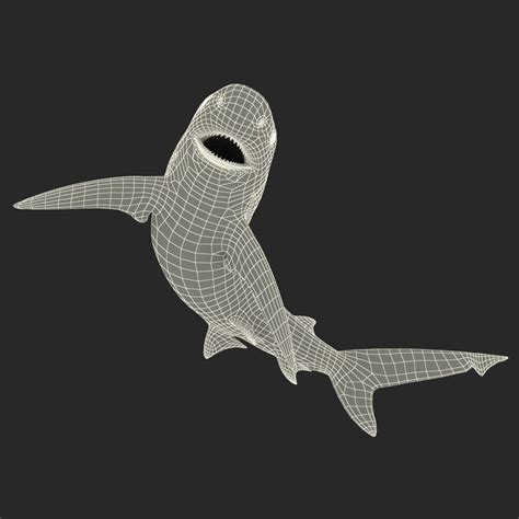 Bignose Shark Pose D D Ds C D Fbx Ma Obj Max Free D