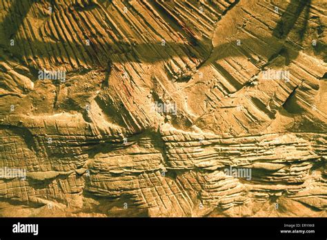 Fossilised Palm Tree Leaves National Fossil Park Ghughua Fossil Park